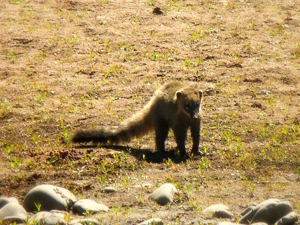 South American Coati from Orán, Salta, Argentina on July 21, 2013 at 06:23 PM by Marisel Morales ...