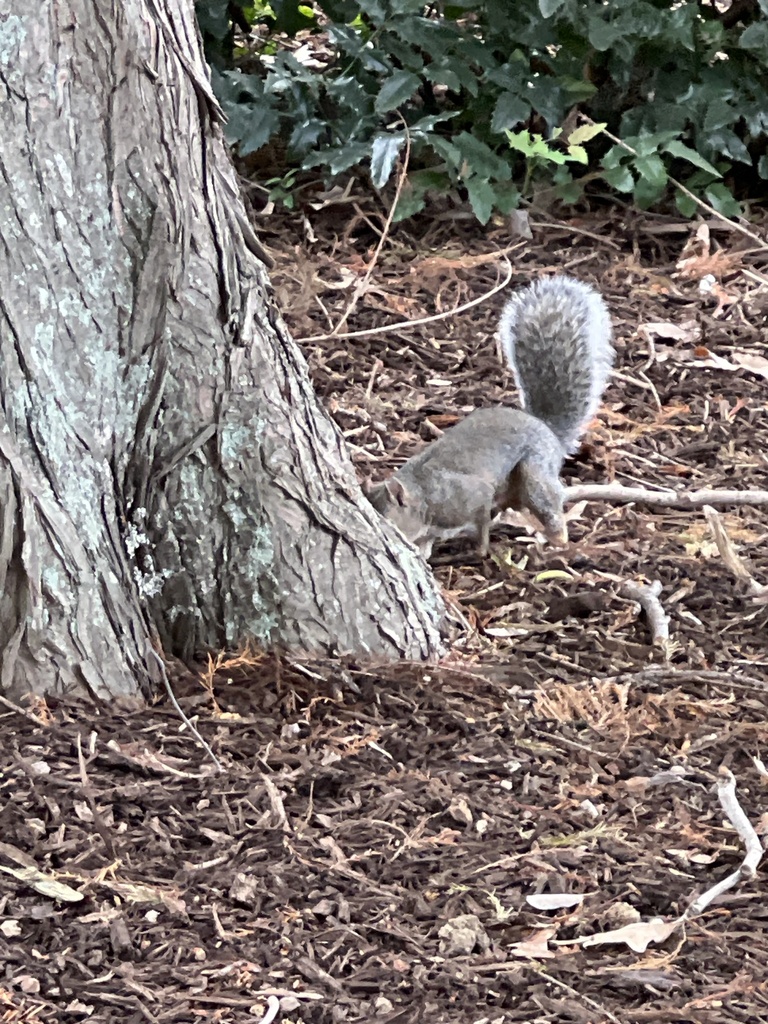 Eastern Gray Squirrel from UT Gardens, Knoxville, TN, US on October 6 ...
