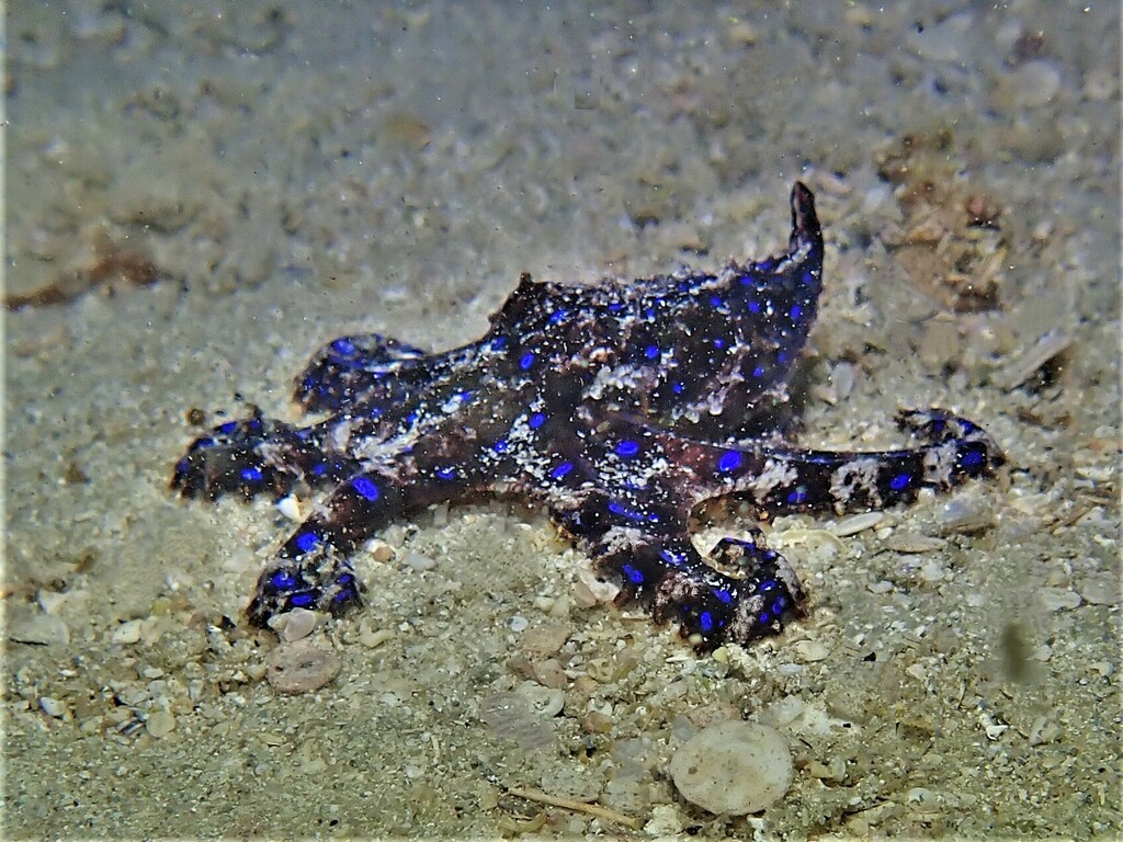 Lesser Blue-ringed Octopus from Robbs Jetty, Coogee, Western Australia ...