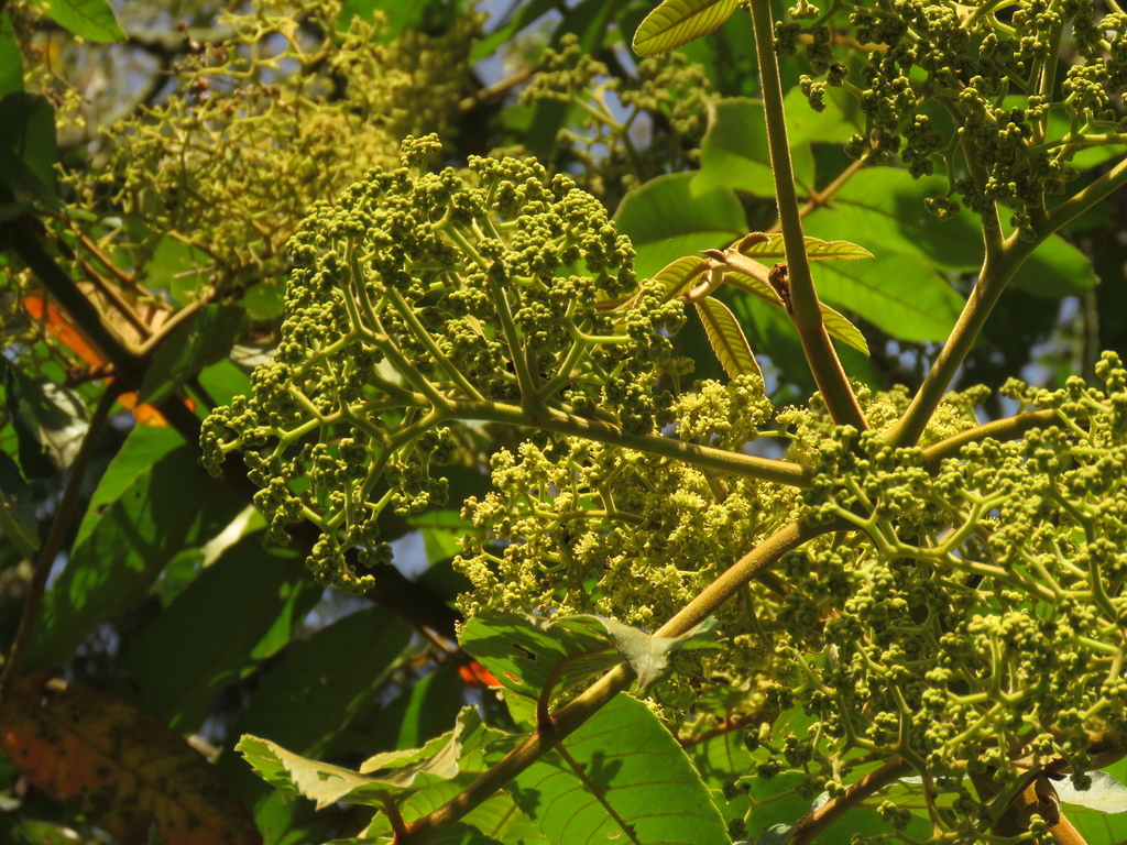 brunellia family (Brunelliaceae) - Botanical Realm