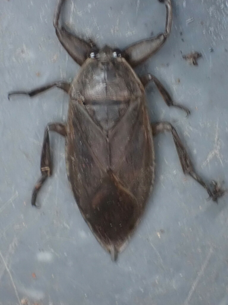 American Giant Water Bug from Hardwick, MA, USA on October 5, 2023 at ...