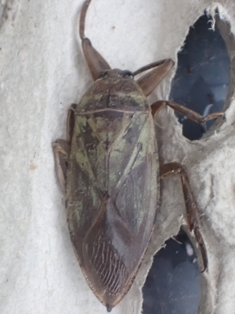 American Giant Water Bug from Hardwick, MA, USA on October 5, 2023 at ...