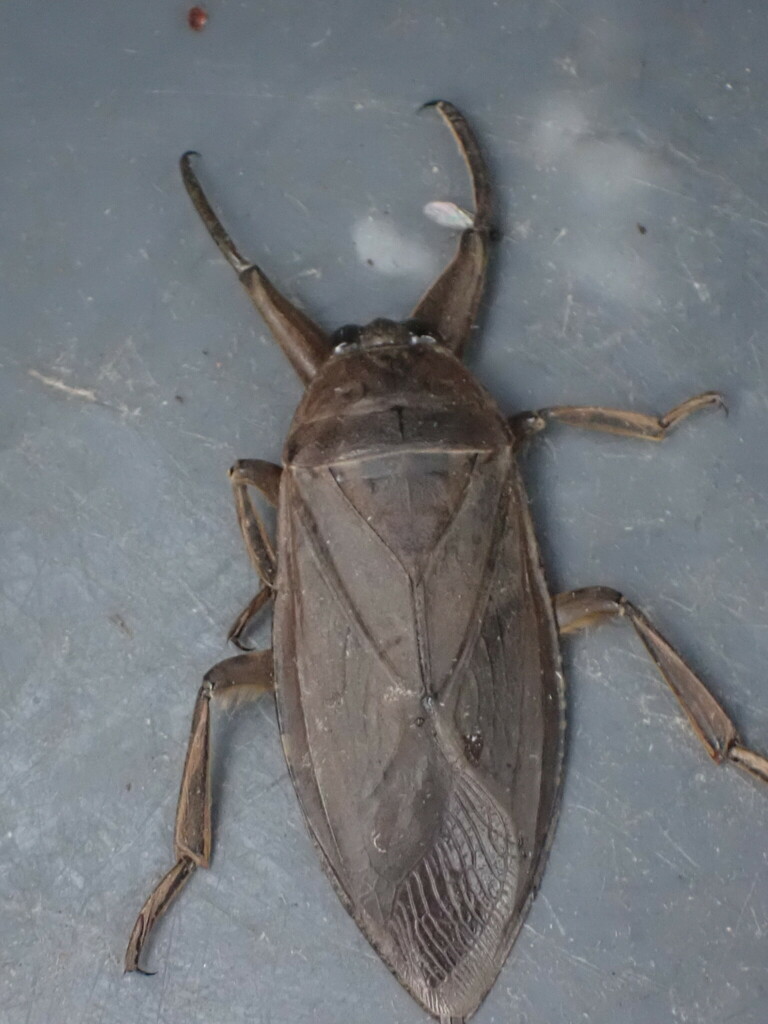 American Giant Water Bug from Hardwick, MA, USA on October 5, 2023 at ...