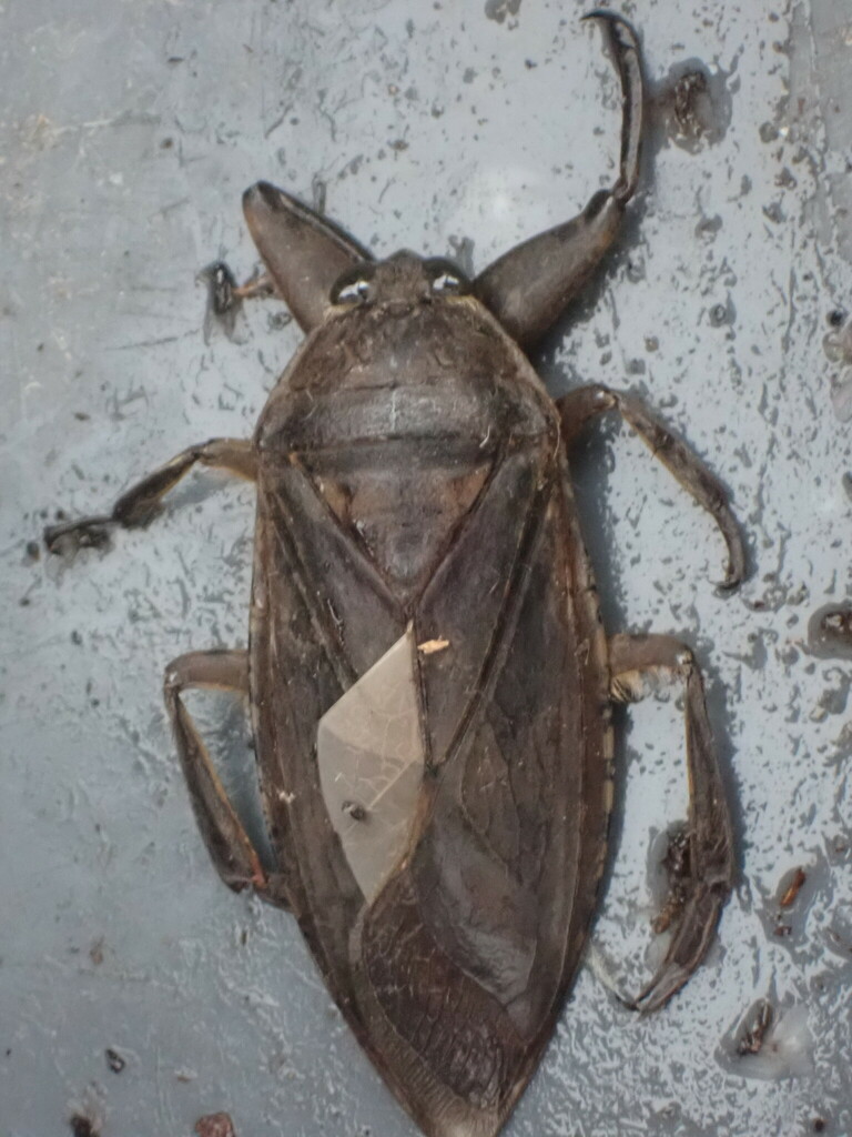 American Giant Water Bug from Hardwick, MA, USA on October 5, 2023 at ...