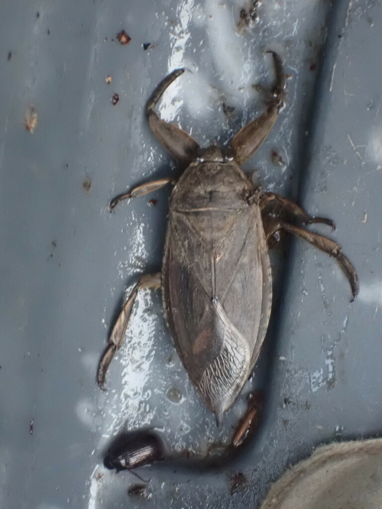 American Giant Water Bug from Hardwick, MA, USA on October 5, 2023 at ...
