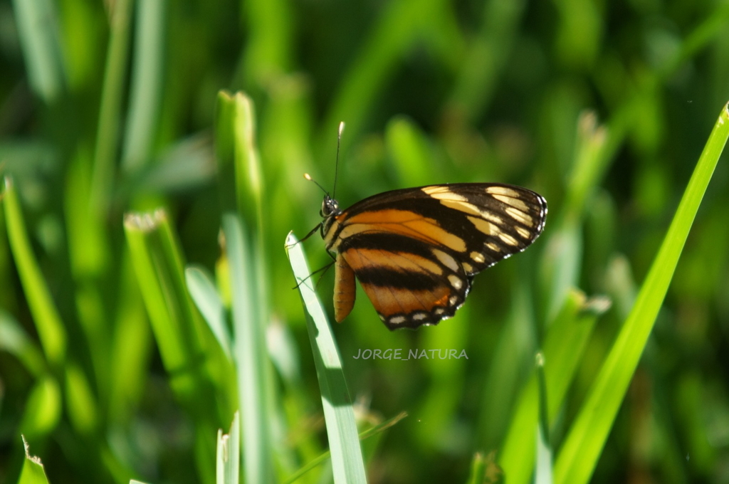 Longwing Crescent from Cordoba,Veracruz,Mexico on September 17, 2023 at ...