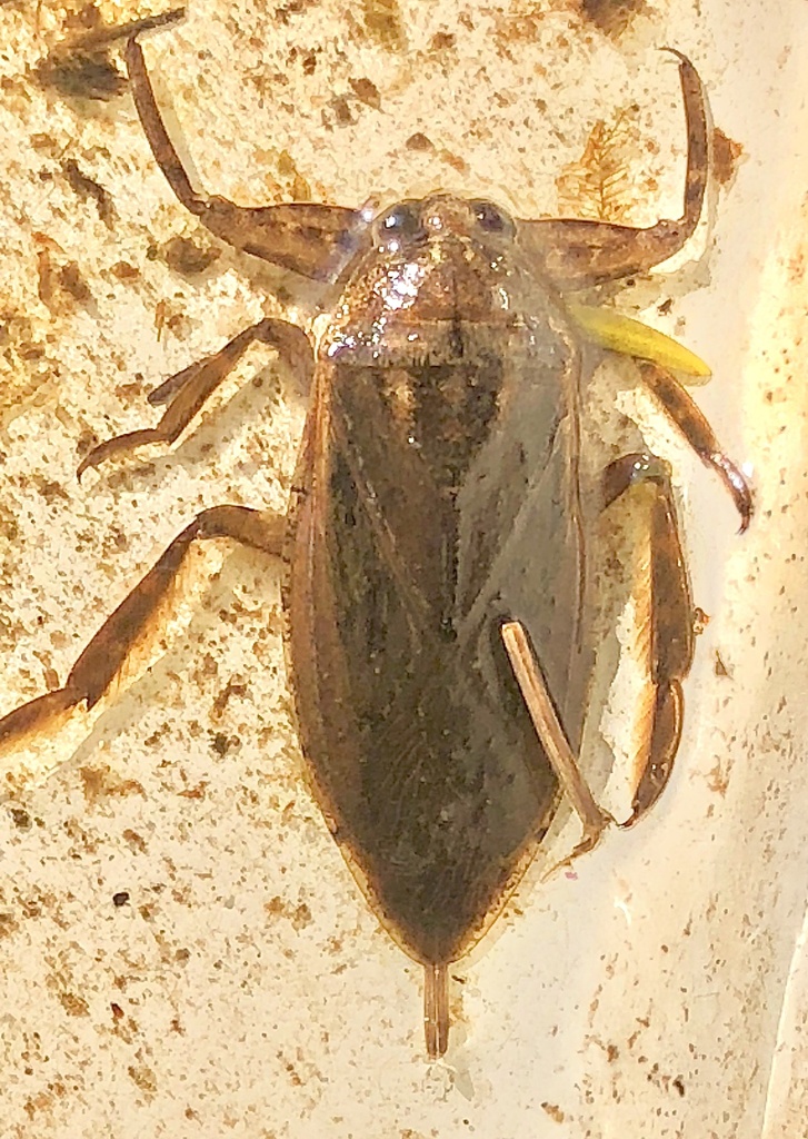 American Giant Water Bug from Gunn Rd, Montague, MA, US on October 5 ...