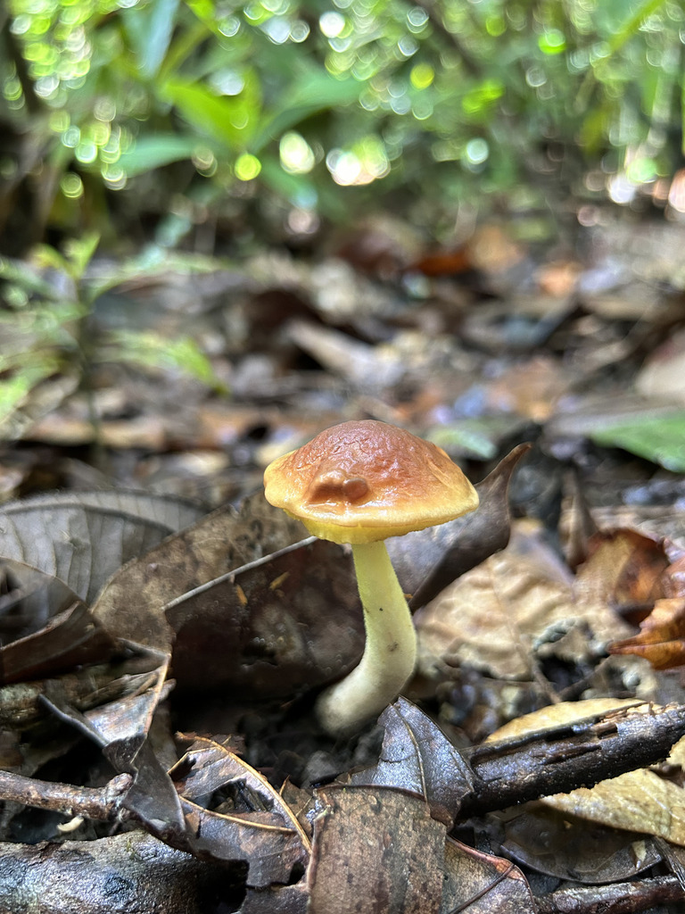Boletellus from Parque Estadual da Serra do Conduru - Uruçuca - BA ...