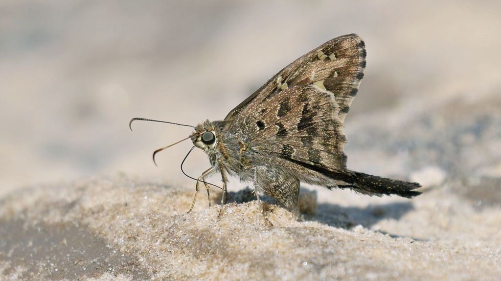 Saltarina de cola larga común (Cancun y sus mariposas) · iNaturalist