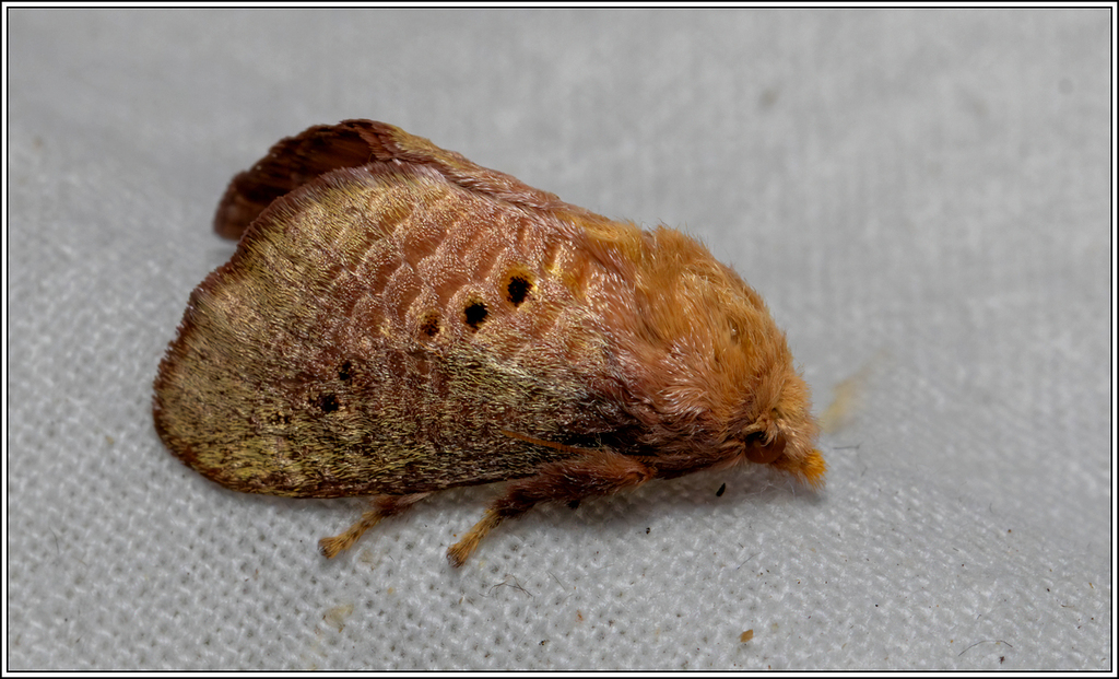 Four-spotted Cup Moth from Greens Creek QLD 4570, Australia on October ...
