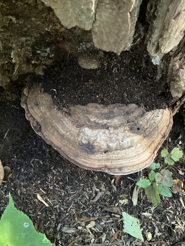 Ganoderma megaloma from Flynn Rd, Sawyer, MI, US on October 6, 2023 at ...