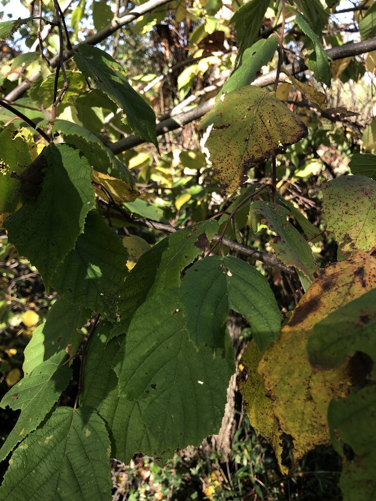 American hazelnut from Matthaei Botanical Gardens, Ann Arbor, MI, US on ...