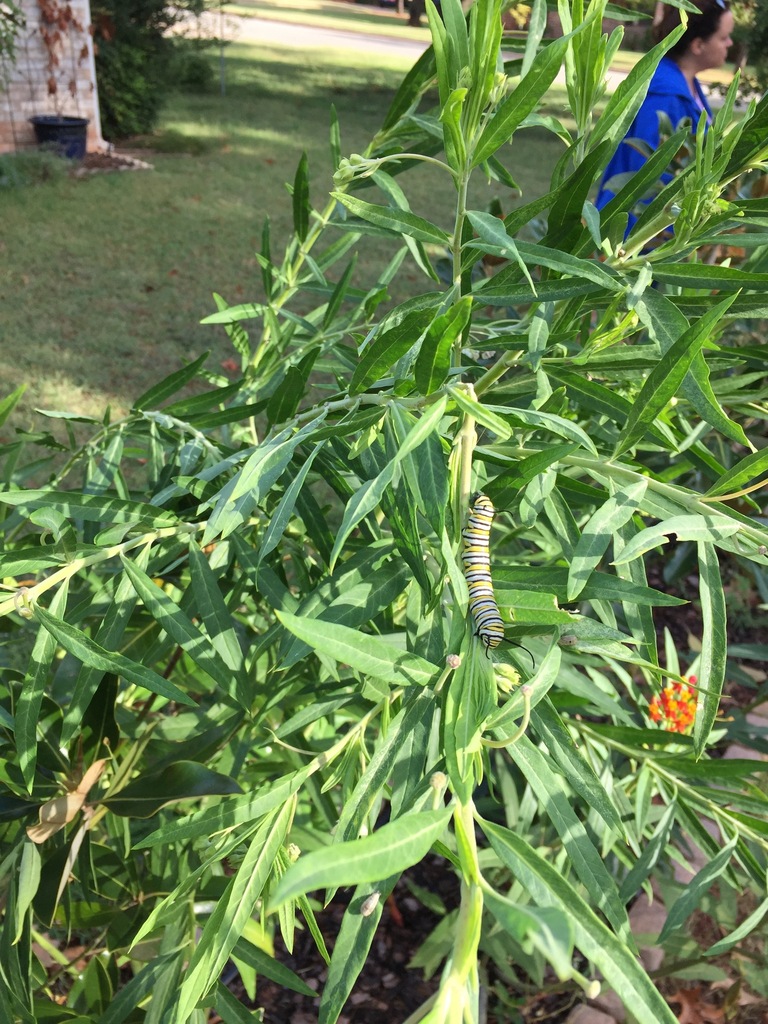 Monarch in September 2016 by Mark Fishbein. feeding on cultivated ...