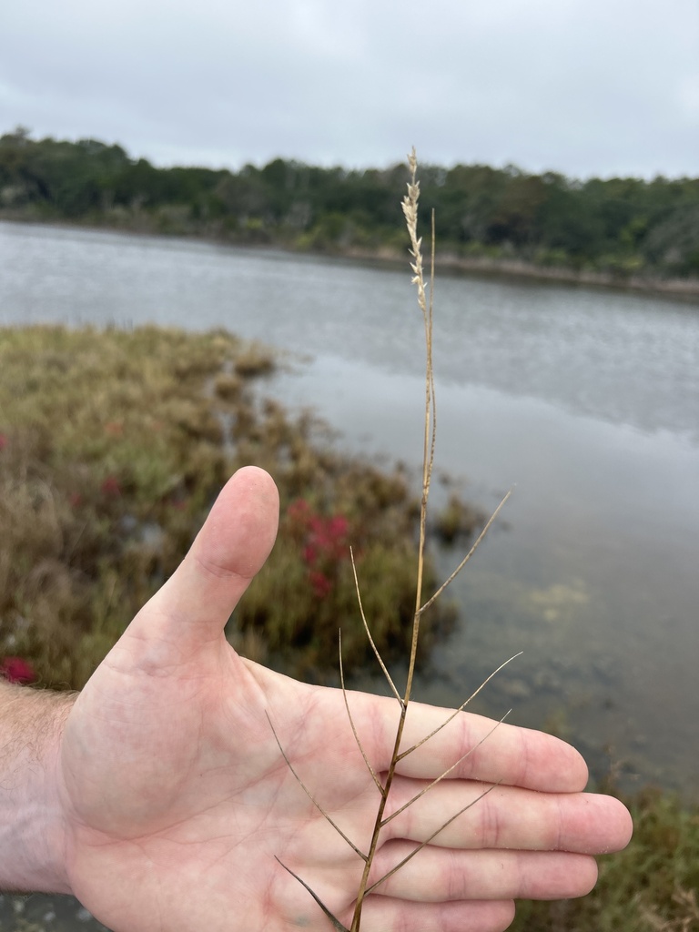 Saltgrass from Huntington Beach State Park, Murrells Inlet, SC, US on ...