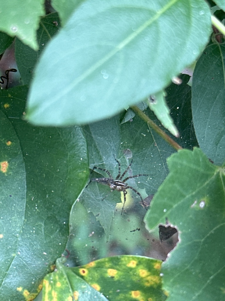 Grass Spiders from Avent Ferry Rd, Raleigh, NC, US on October 6, 2023 ...