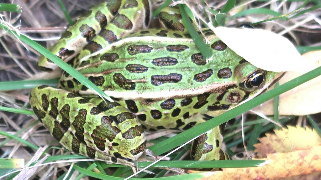 Northern Leopard Frog from Niagara-on-the-Lake, ON, Canada on October 5 ...
