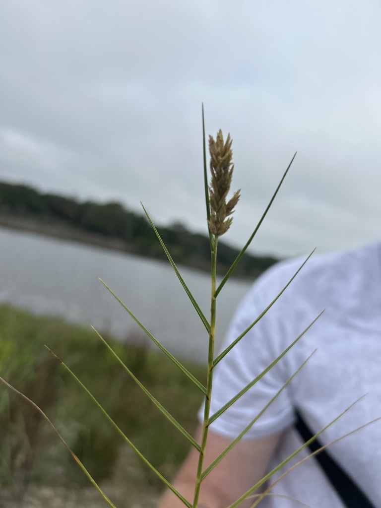 Saltgrass from Huntington Beach State Park, Murrells Inlet, SC, US on ...