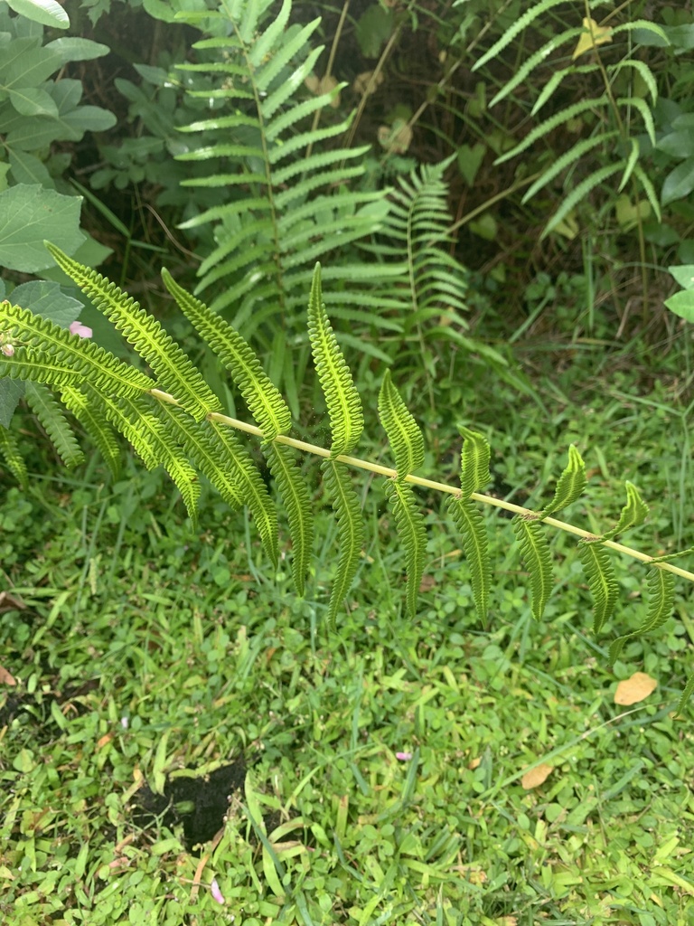Swamp Shield-fern from Harbor Lake Dr, Lutz, FL, US on October 6, 2023 ...
