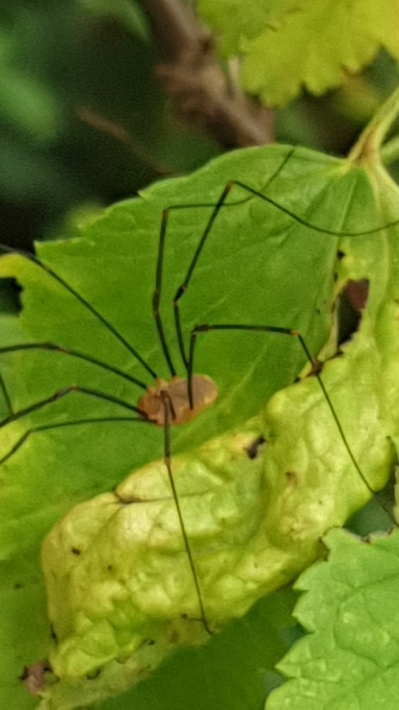 European Harvestman from Hampshire on September 30, 2023 at 12:05 PM by ...