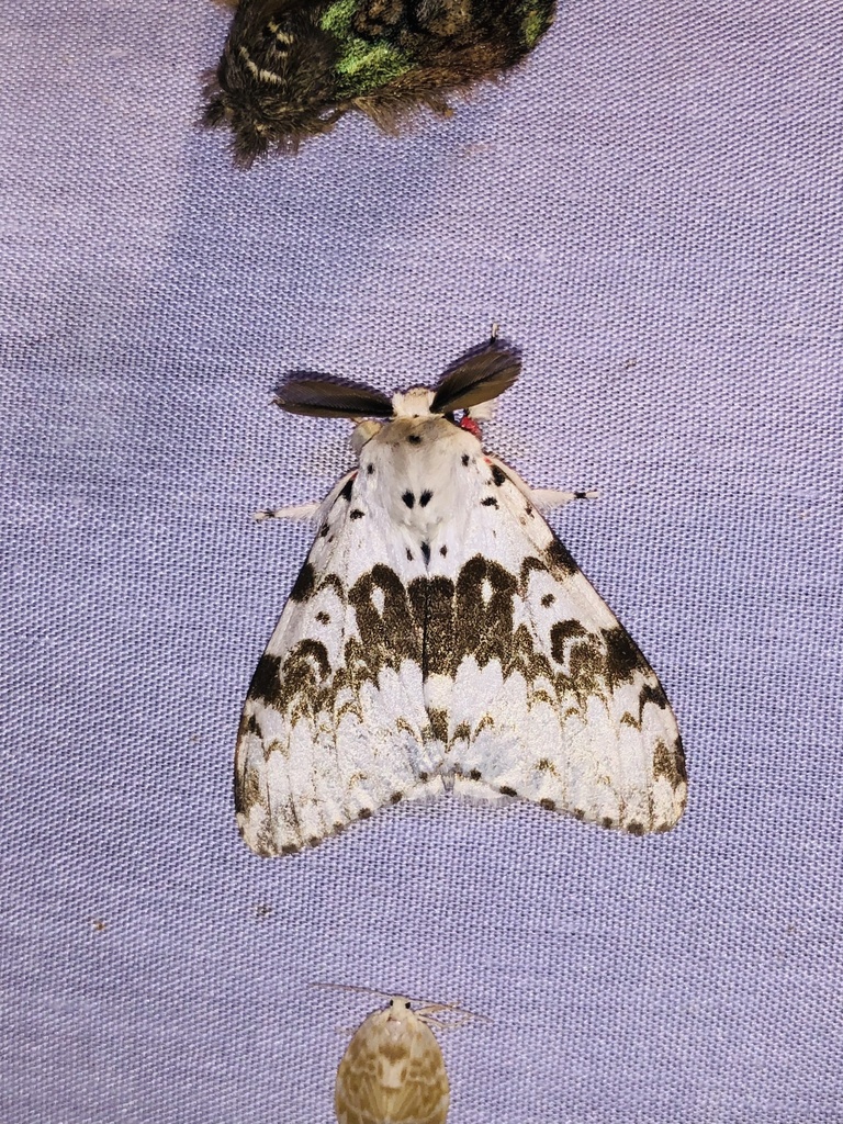 Lymantria orestera from Khao Yai National Park, Mueang Nakhon Nayok ...