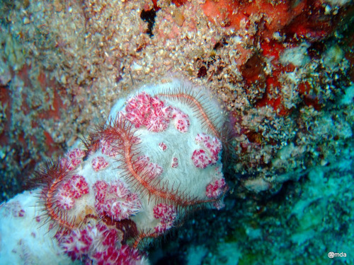 Ophiothrix exigua · iNaturalist