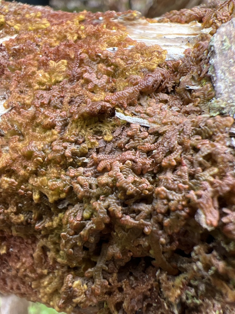 Tree Fringewort from Annapolis, NS, CA on May 3, 2023 at 11:34 AM by ...