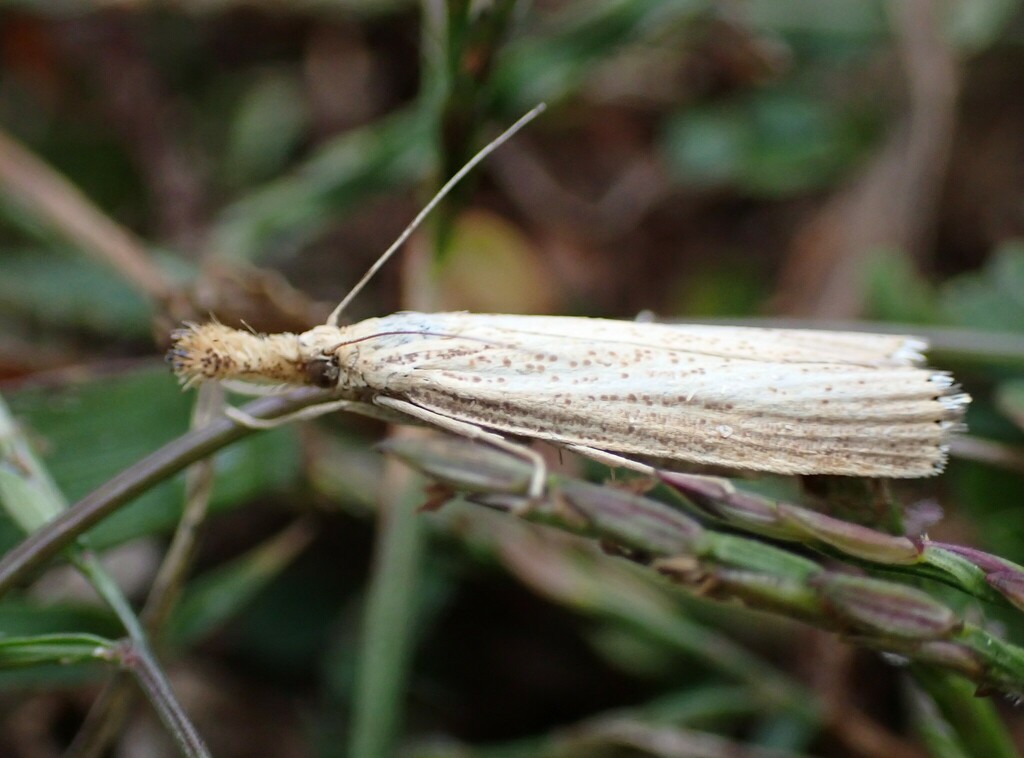Vagabond Sod Webworm Moth from Chester County, PA, USA on October 6 ...