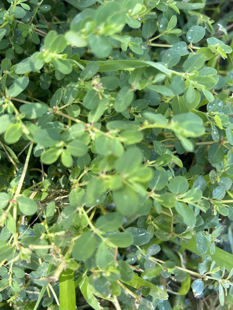 limestone sandmat from The University of South Florida, Saint ...