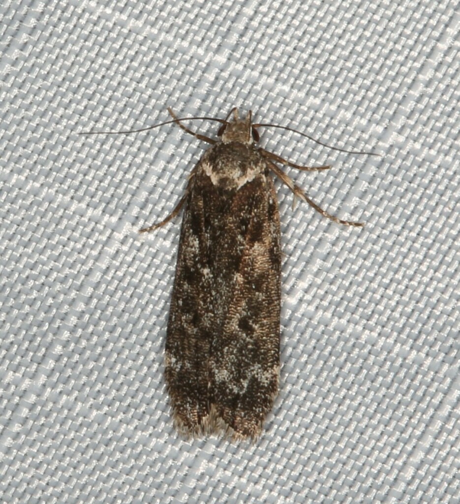 Pale-headed Aspen Leafroller Moth from Parc régionale de la rivière Métis on October 5, 2023 at ...