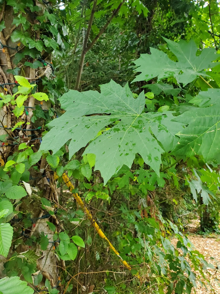 bigleaf maple from Metro Vancouver, BC, Canada on September 19, 2023 at 10:33 AM by Eric Keith ...