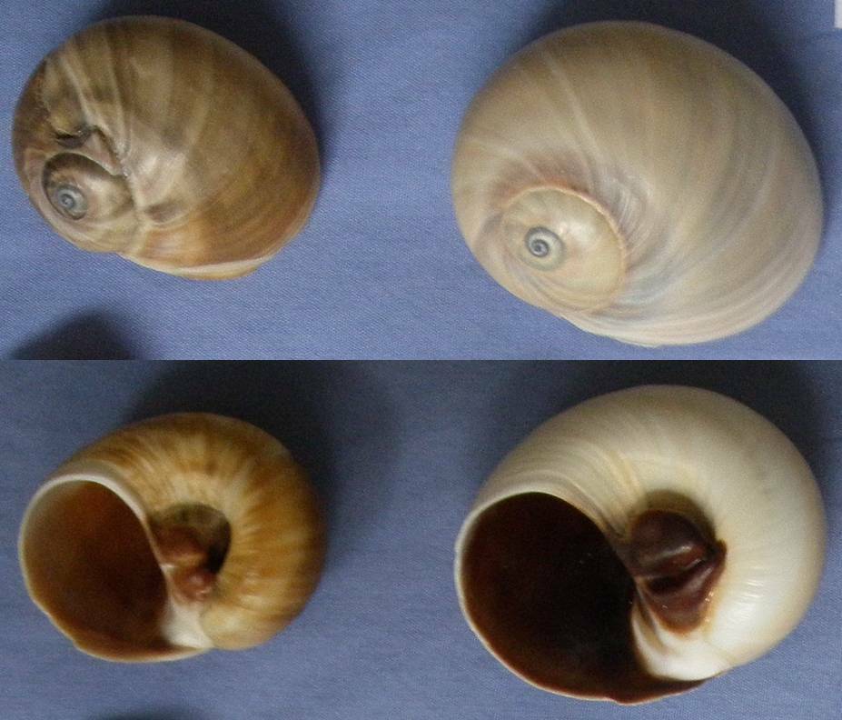 Bladder Moon Snail in February 2013 by vrebizant. ~46, resp. 54 mm long ...