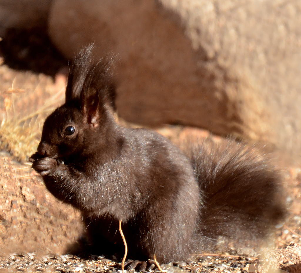 Abert's Squirrel (Sciurus aberti) - Know Your Mammals