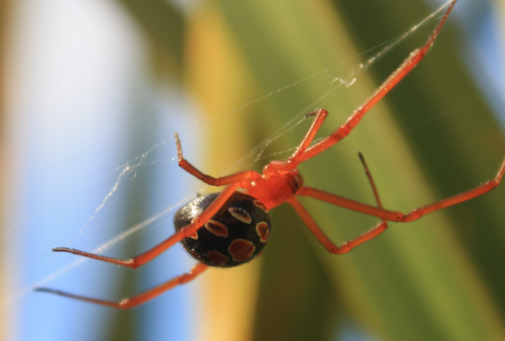 Red Widow from Martin County, FL, USA on October 5, 2023 by Mikie Green ...