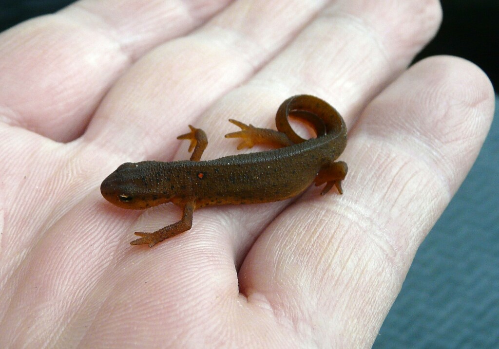 Eastern Newt from Amherst Island, Lennox and Addington County, ON ...