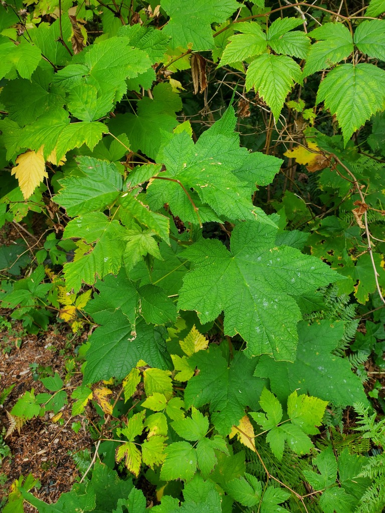 thimbleberry from Greater Vancouver, British Columbia, Canada on ...