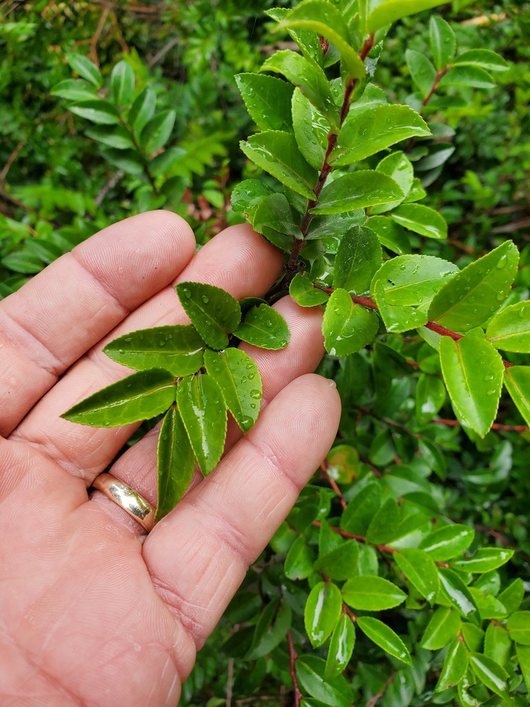 Evergreen Huckleberry from Metro Vancouver, BC, Canada on September 19 ...