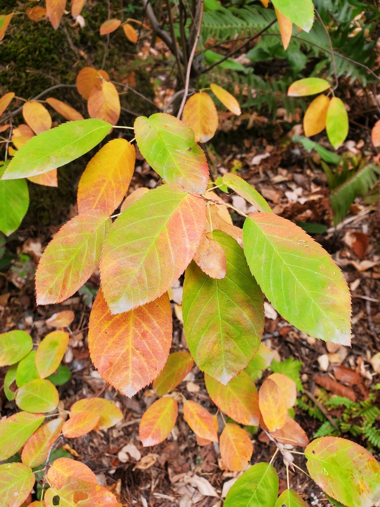 Saskatoon from Metro Vancouver, BC, Canada on September 19, 2023 at 10: ...