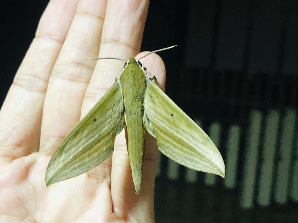 Cechetra minor from Phu Tab Beok, Lom Kao, Phetchabun, TH on October 6 ...