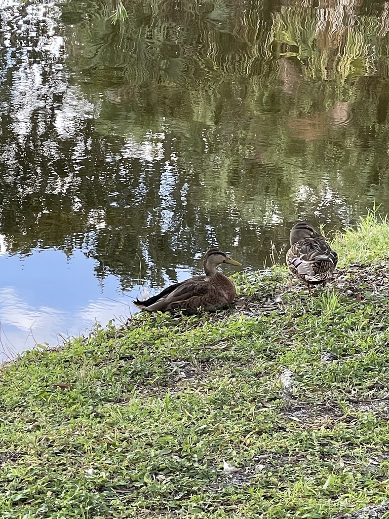 Mallard × Mottled Duck from Baywater Dr, Tampa, FL, US on October 5 ...