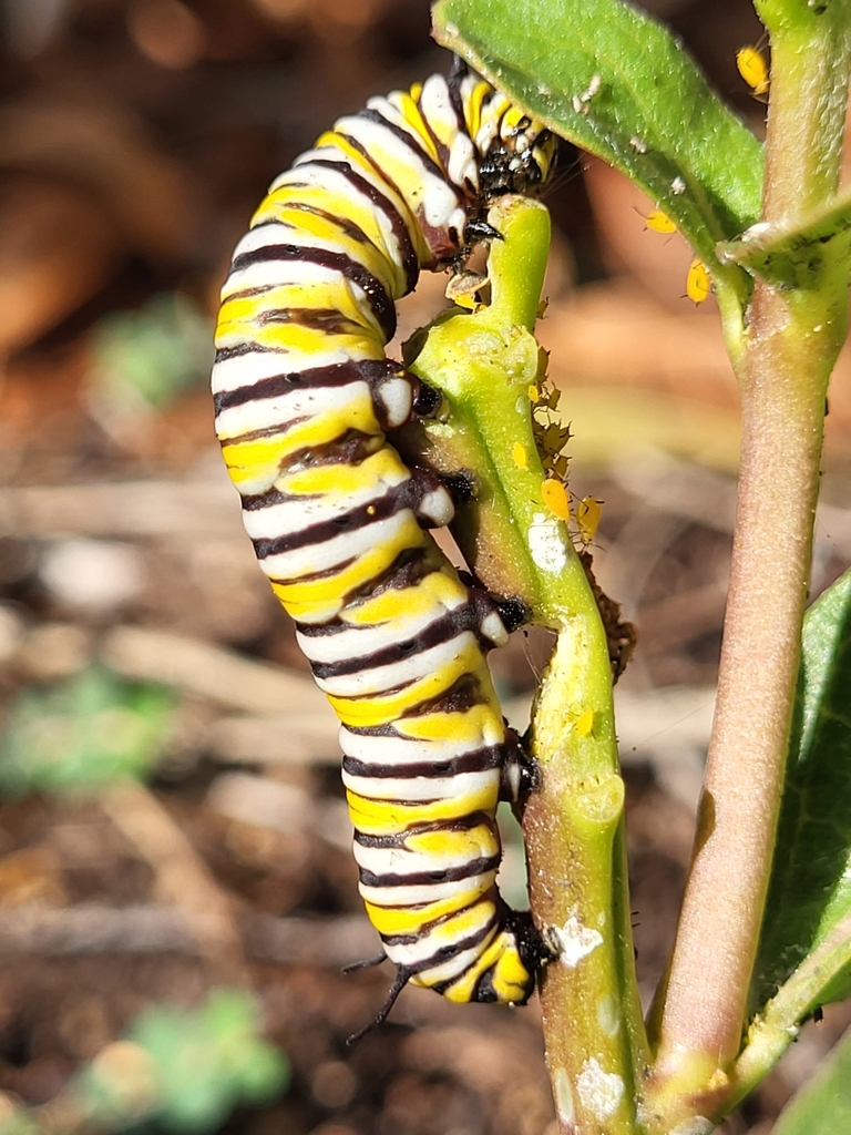 Monarch from Windsor Park, Austin, TX, USA on October 6, 2023 at 09:40 ...