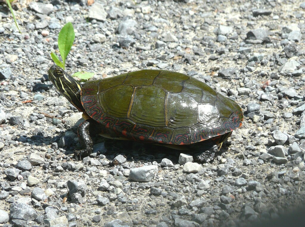 Midland Painted Turtle from Daley Road, Hastings County, ON, Canada on ...