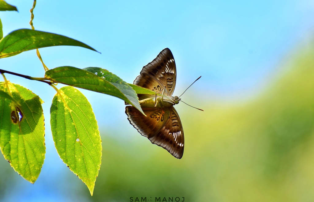 White-edged blue baron from Tuen Mun, Hong Kong on August 09, 2018 at ...