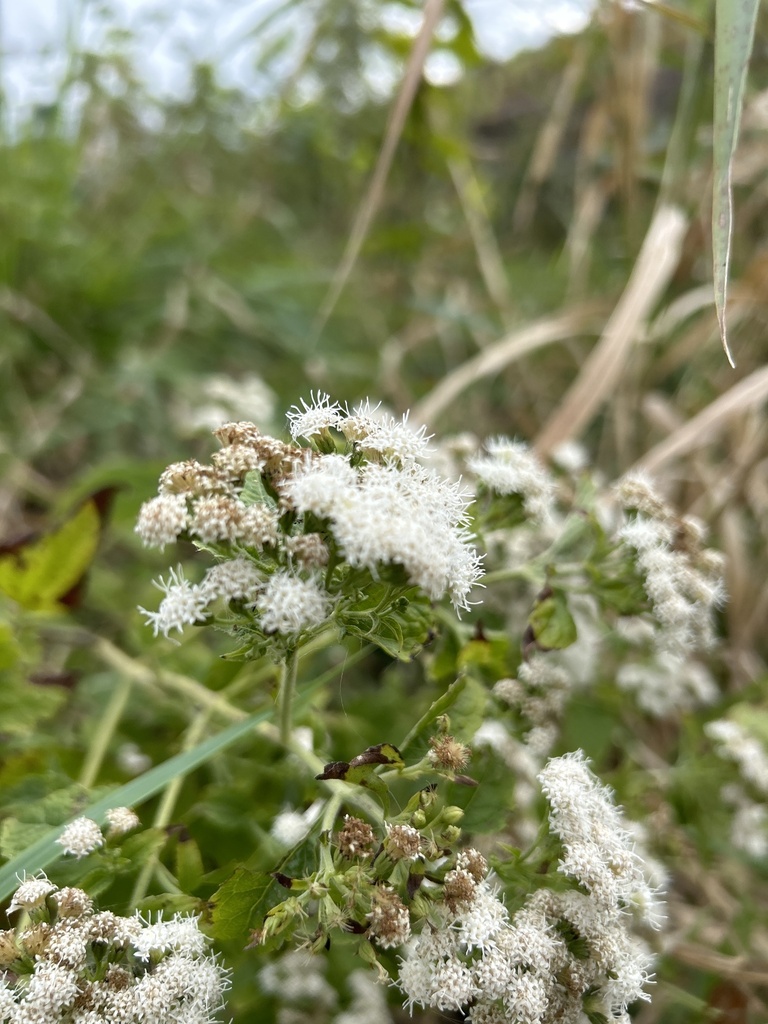 white snakeroot from Winwood Park, Gardner, KS, US on October 6, 2023 ...
