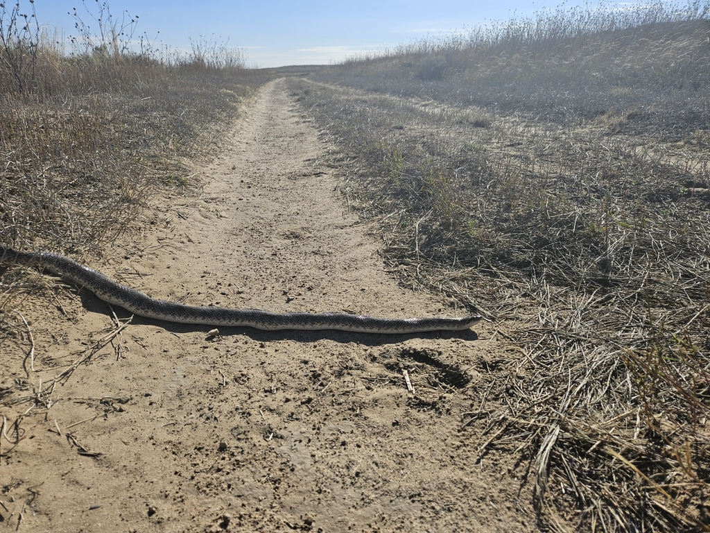 Kansas Glossy Snake from Caddoa, CO 81044, USA on October 6, 2023 at 09 ...