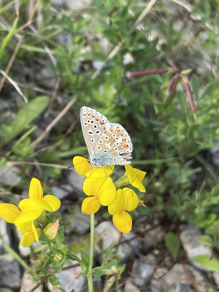 Common Blue from Naturpark Altmühltal, Dollnstein, Bayern, DE on ...