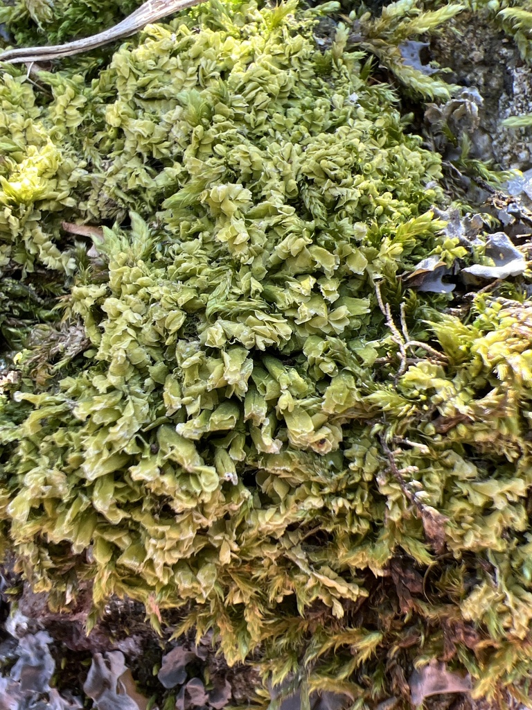 Jungermanniales from Annapolis, CA-NS, CA on March 22, 2023 at 04:01 PM ...