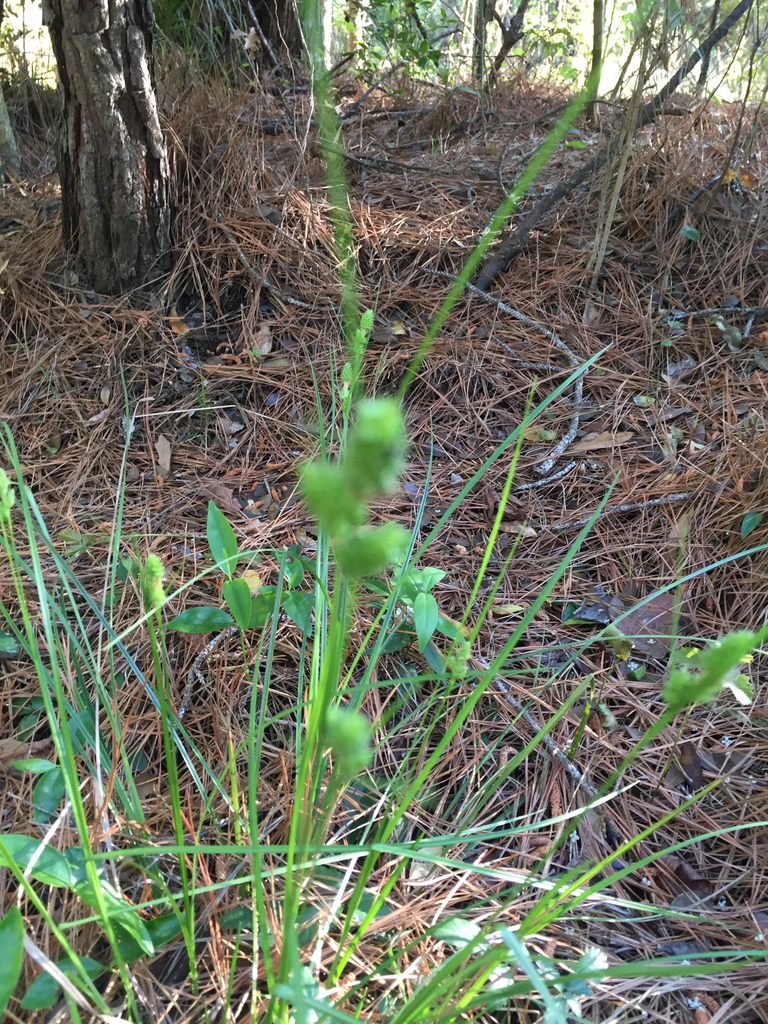 Hirsute Sedge (Nash Prairie Plants List) · iNaturalist