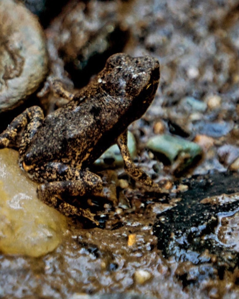 Leaf Litter Toad from Dagua, Dagua, Valle Del Cauca, CO on October 6 ...