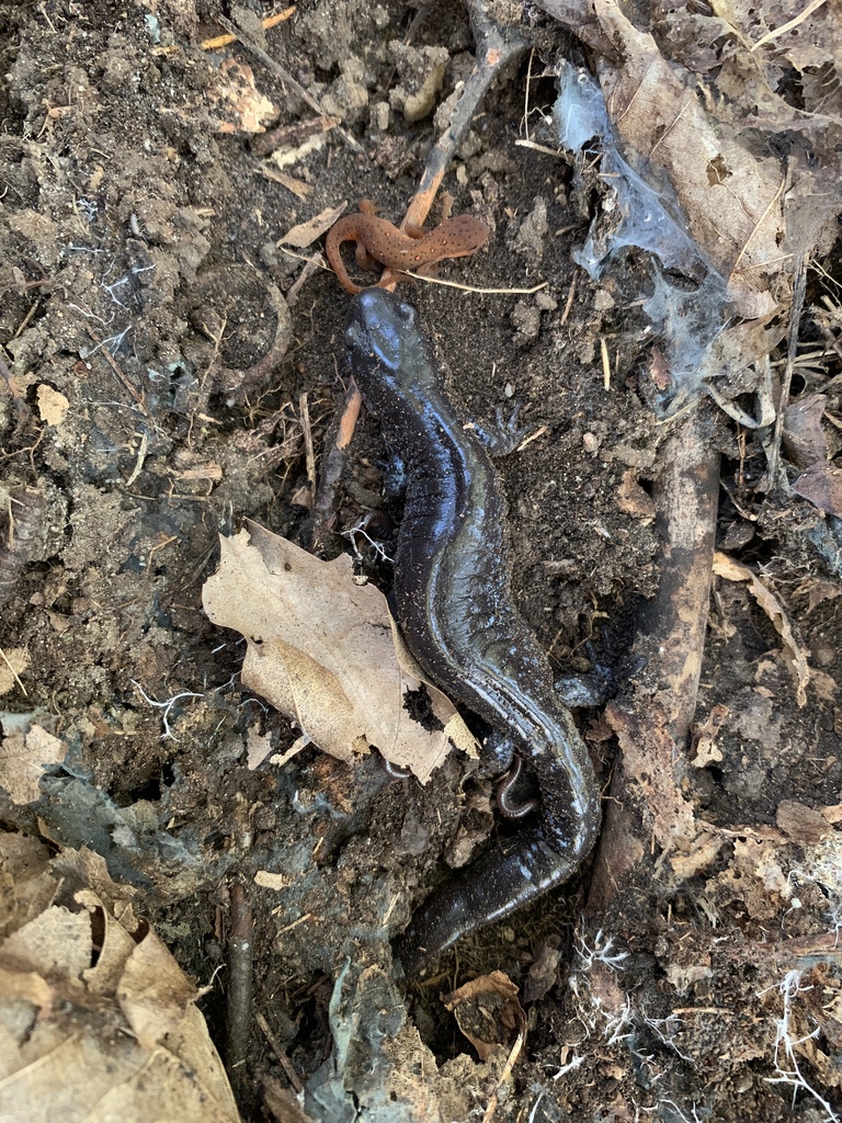 Eastern Newt from Frontenac County, ON, Canada on October 2, 2023 at 05 ...