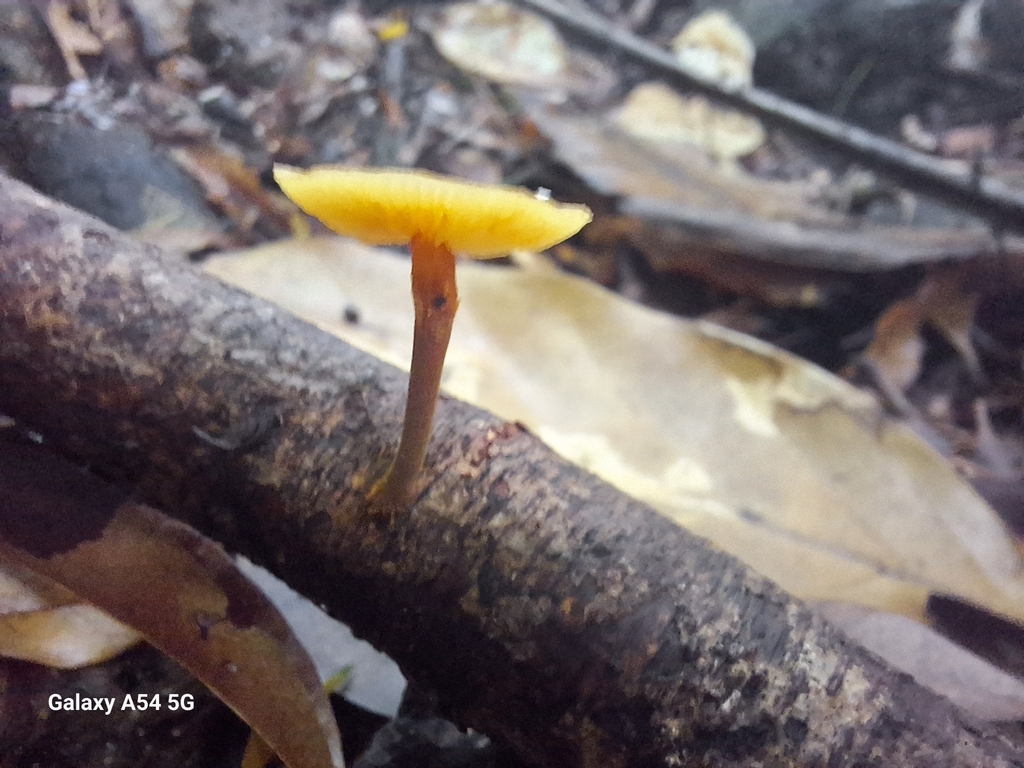 Heimiomyces from 95807 Ver., México on October 2, 2023 at 12:13 PM by ...